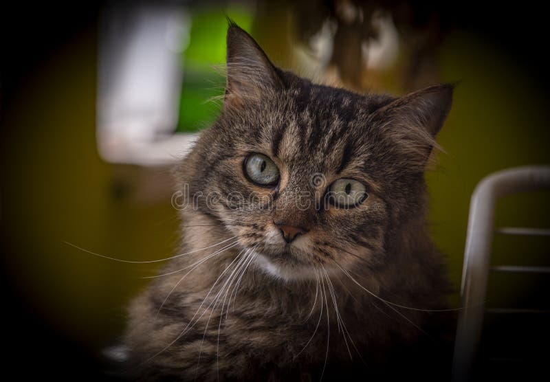 Tabby Small Cat in Kitchen with Green Nice Eyes Stock Image - Image of ...