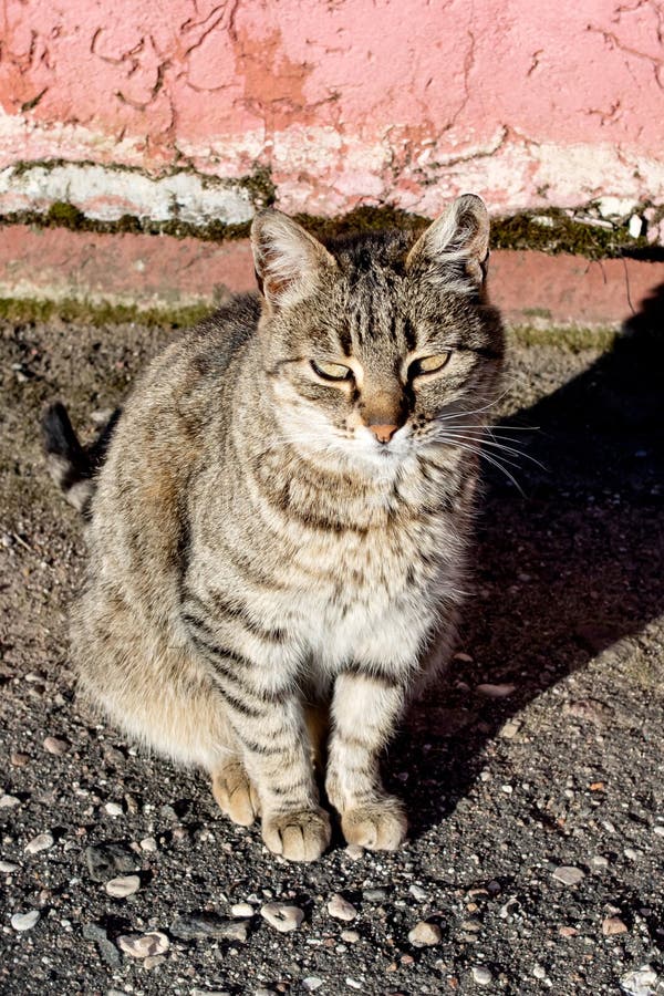 Tabby Stray Cat on the Pavement and Shadow Stock Photo - Image of grey ...