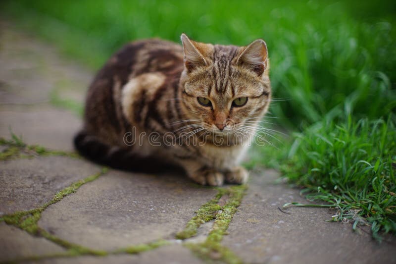 Tabby Tiger Cat Rest in Sring Garden Stock Image - Image of hunter ...