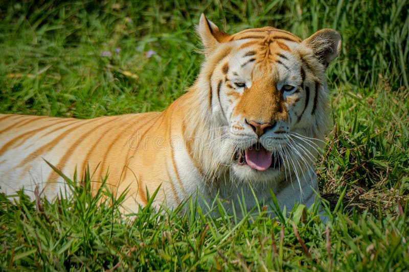 Tabby Tiger Goldener Tiger Golden Tiger Strawberry Tiger Stock Image Image Of Hunter