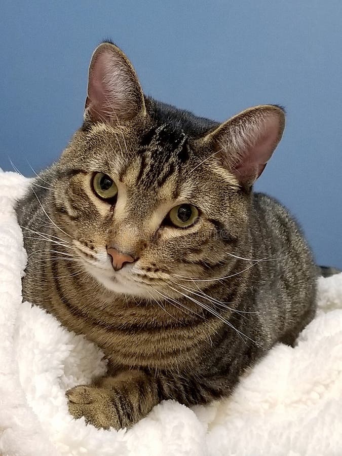 Tabby Tom Cat on White Blanket Stock Photo - Image of portrait, feline ...