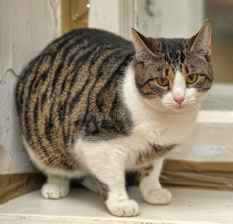 Tubby tabby cat stock image. Image of camera, mammal - 43088899