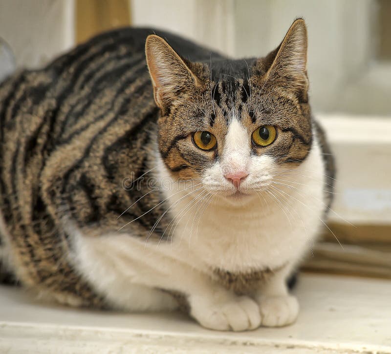 Tubby tabby cat stock image. Image of camera, mammal - 43088899