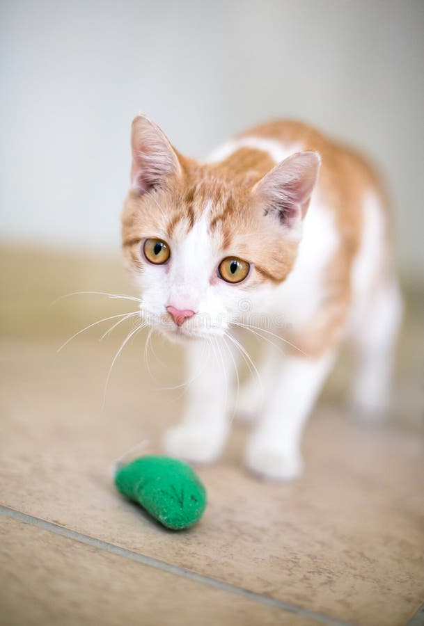 A Shorthair Cat Standing Over a Toy Stock Photo - Image of indoor ...