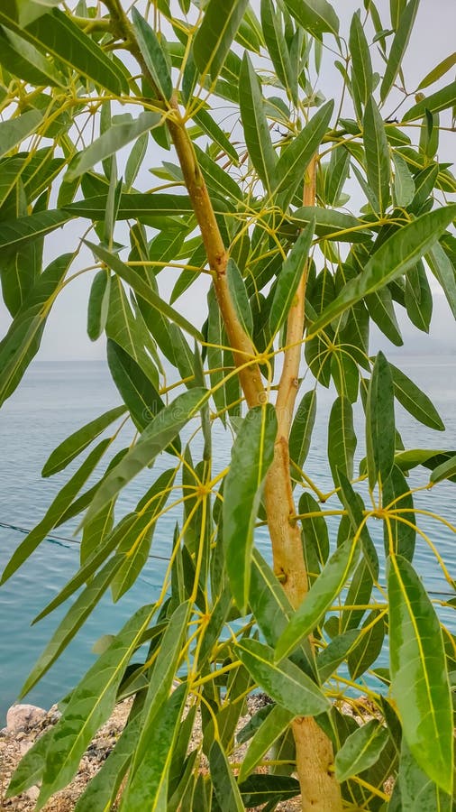 Tabebuia Aurea Plants are Planted on the Beach Stock Image - Image of ...