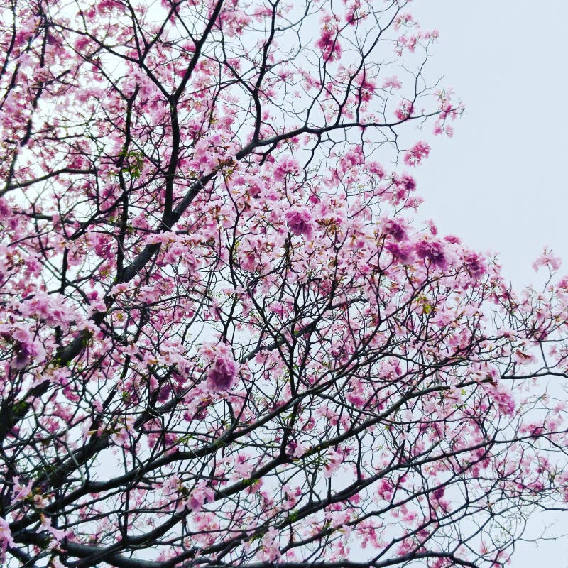 Tabebuia rosea tree stock image. Image of tabebuia, pink - 337769819