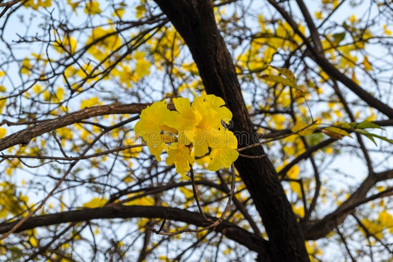 Tabebuia spectabilis stock image. Image of spring, natural - 90747865