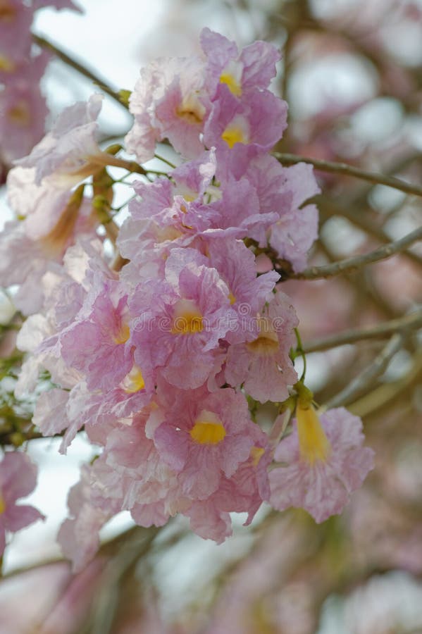 Tabebuia stock photo. Image of iperosa, head, impetiginosa - 40033604