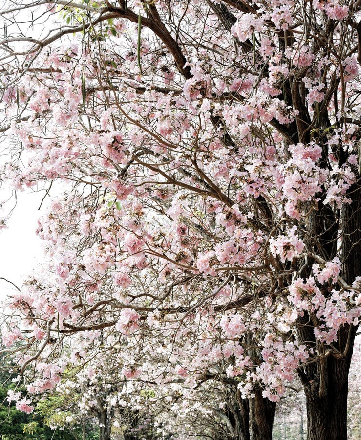 Tabebuia stock photo. Image of roseoalba, beauty, tabebuia - 40033960