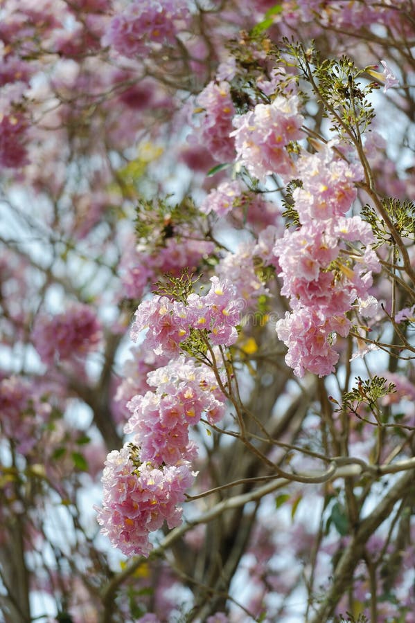 Tabebuia stock image. Image of tabebuia, nature, single - 40034469