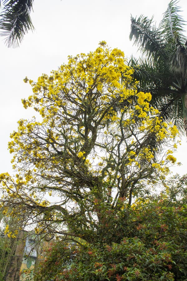 Tabebuia Tree Branches and Flowers Stock Photo - Image of gold, fresh ...