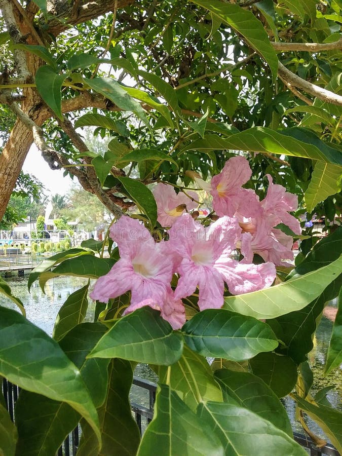 Tabebuya Flowers with Pink Petals, Oval Leaves that are Sharp at the ...