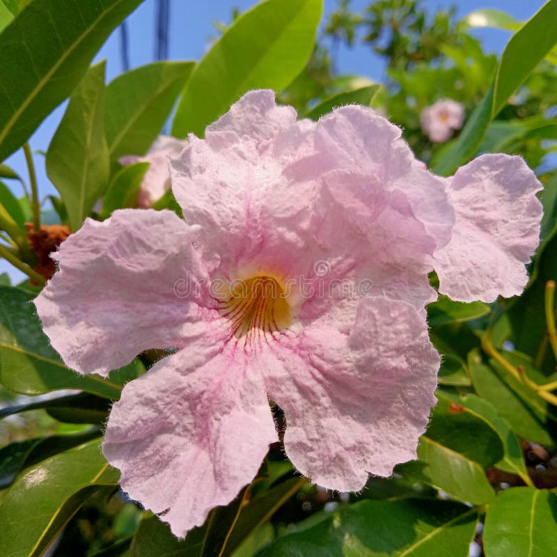 Tabebuya Rosea Flower or Also Called Sakura Flower with Pink Colour ...