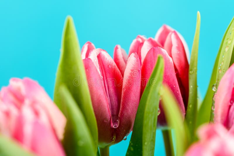 Tabela Cor-de-rosa Molhada De Tulip Flowers in Vase on Foto de Stock ...