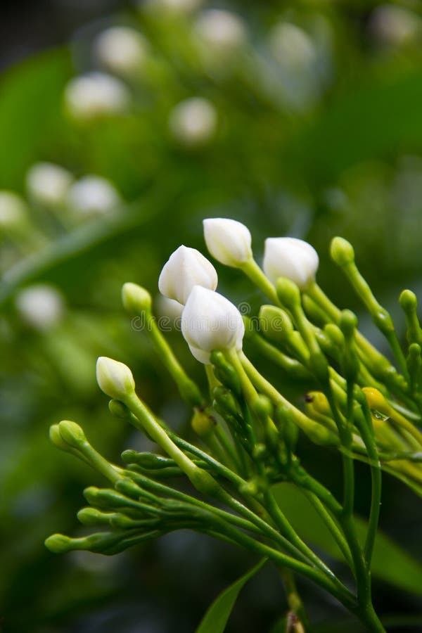 Tabernaemontana Pandacaqui Lam Stock Photo - Image of spring, summer ...