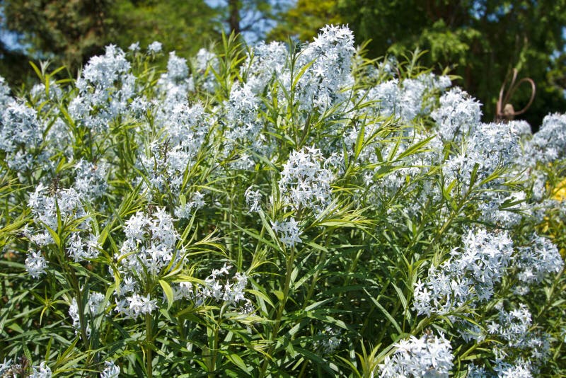 Tabernaemontana Threadleaf Bluestar D'Amsonia Photo stock - Image du ...