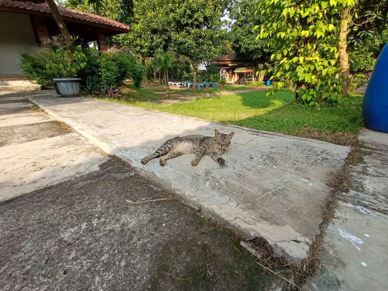 The tabi cat stock image. Image of animal, lying, natur - 281077801