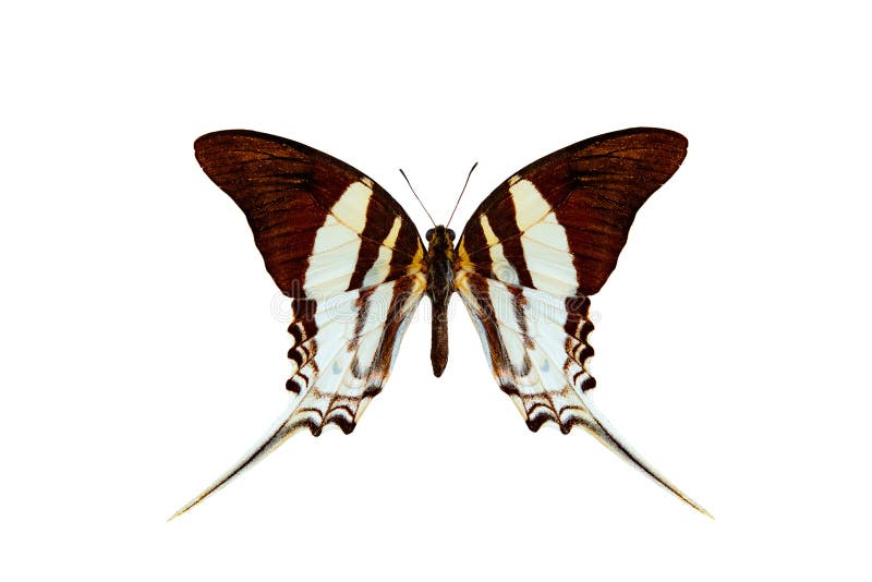 Graphium Dorcus Stock Photos - Free & Royalty-Free Stock Photos from ...