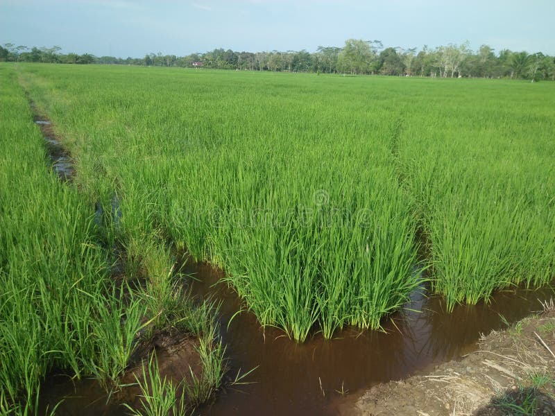 Tabla rice farm stock image. Image of tabla, rice, table - 264933057