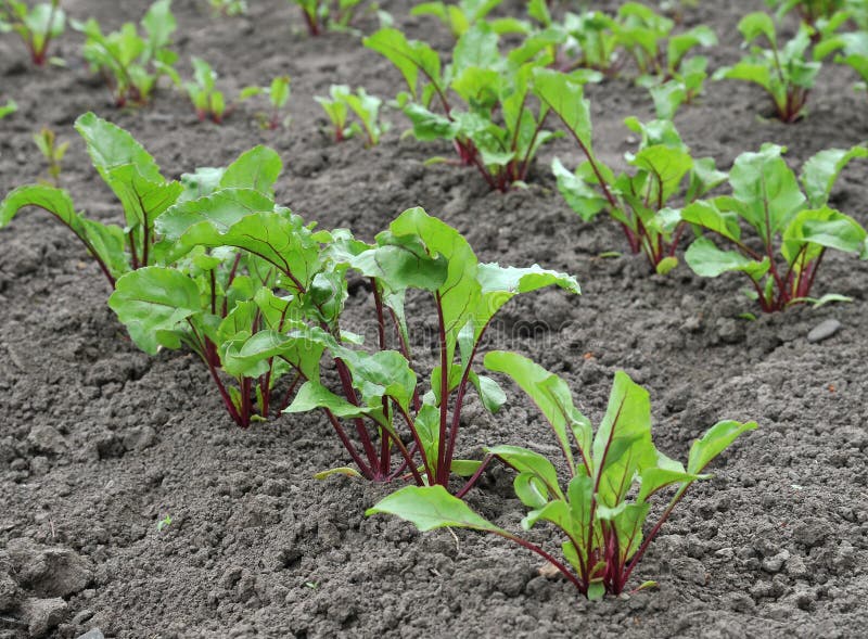 Table beet on a bed stock photo. Image of natural, leaf - 56231156