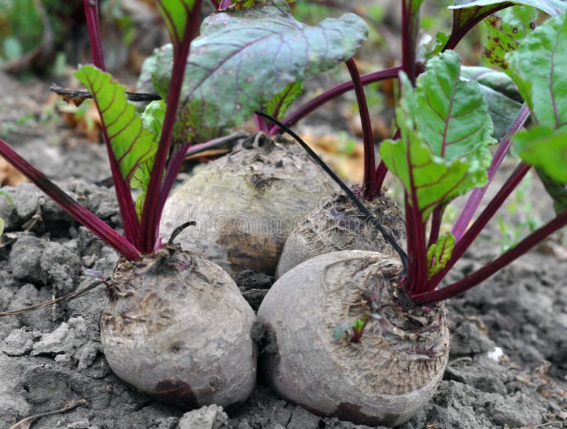 Table Beet in the Open Ground Stock Photo - Image of leaf, field: 129858234