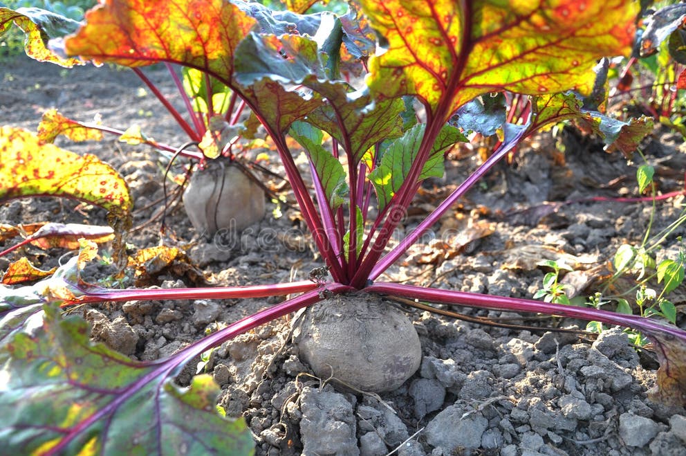 Table Beet in the Open Ground Stock Image - Image of cultivated, beets ...