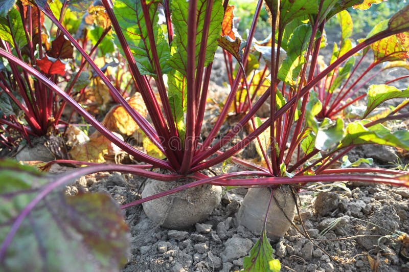 Table Beet in the Open Ground Stock Image - Image of ground, growth ...