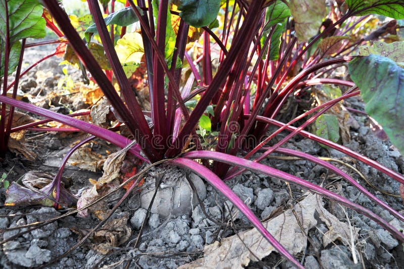 Table Beet in the Open Ground Stock Photo - Image of harvest, soil ...