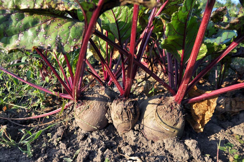 Table Beet in the Open Ground Stock Photo - Image of growth, ingredient ...