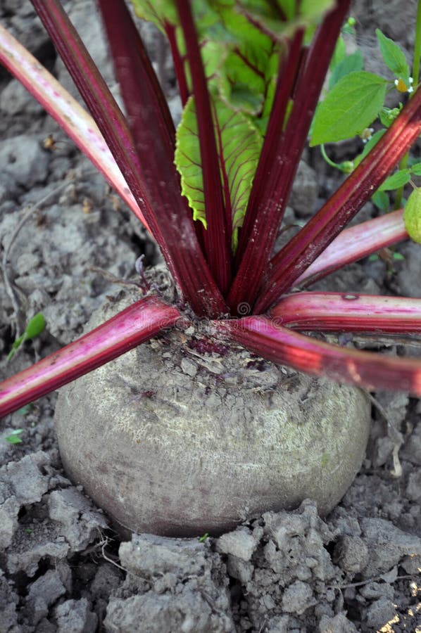 Table Beet in the Open Ground Stock Photo - Image of plant, garden ...