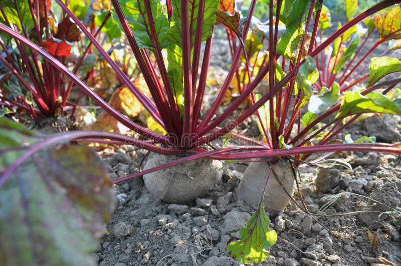 Table Beet in the Open Ground Stock Photo - Image of ground, garden ...