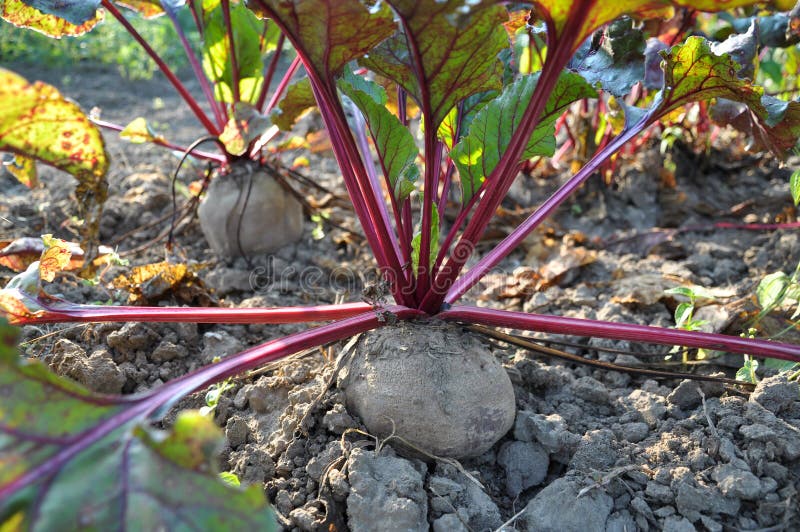 Table Beet in the Open Ground Stock Image - Image of plant, beet: 125278341