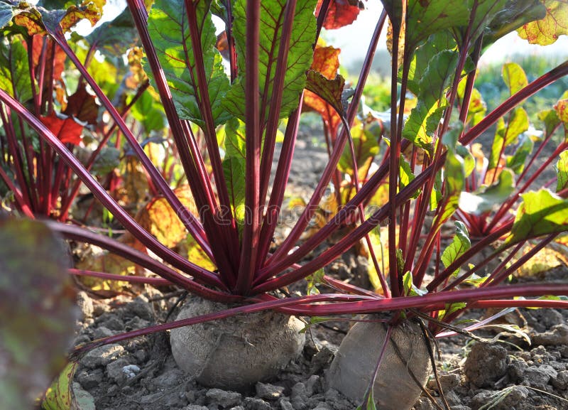 Table Beet in the Open Ground Stock Photo - Image of land, gardening ...