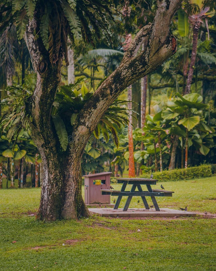 Table and Bench Under a Tree at a Grassy Park Stock Photo - Image of ...