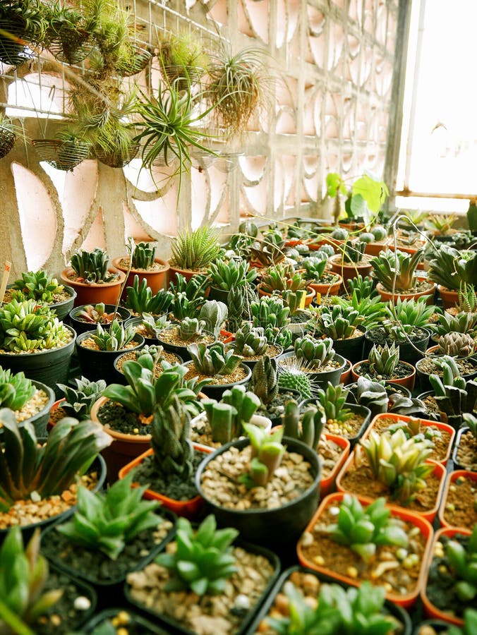 Table of cactus pots stock photo. Image of fresh, decoration - 91197078