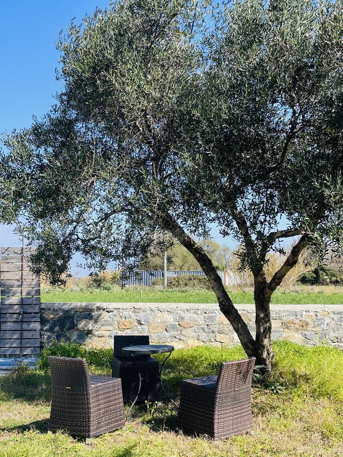 Table Chairs Under Olive Tree Stock Photos - Free & Royalty-Free Stock ...