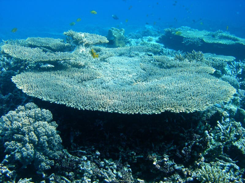 Table coral stock photo. Image of coral, marine, tropical - 11504492