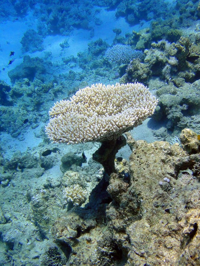 Table coral stock photo. Image of multicolored, underwater - 20490284