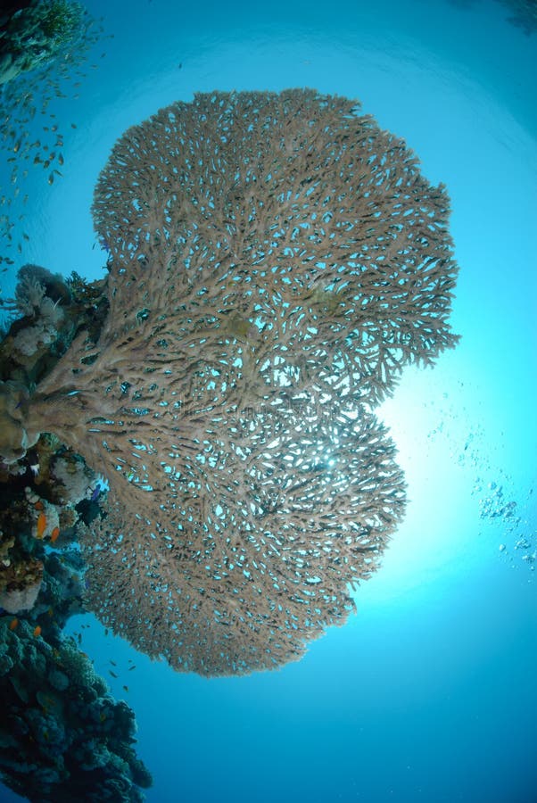 Table Coral Blue Water and Sun Stock Photo - Image of angle, sunball ...