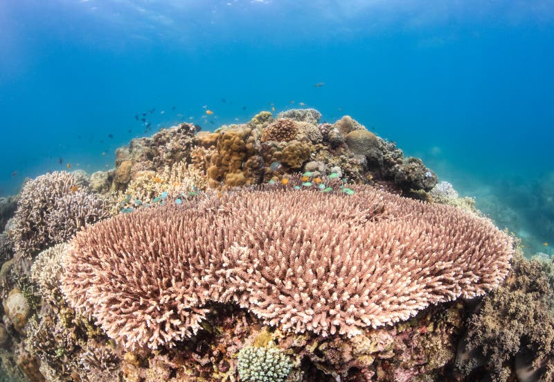 Table Coral on a Tropical Reef Stock Photo - Image of ecosystem, color ...