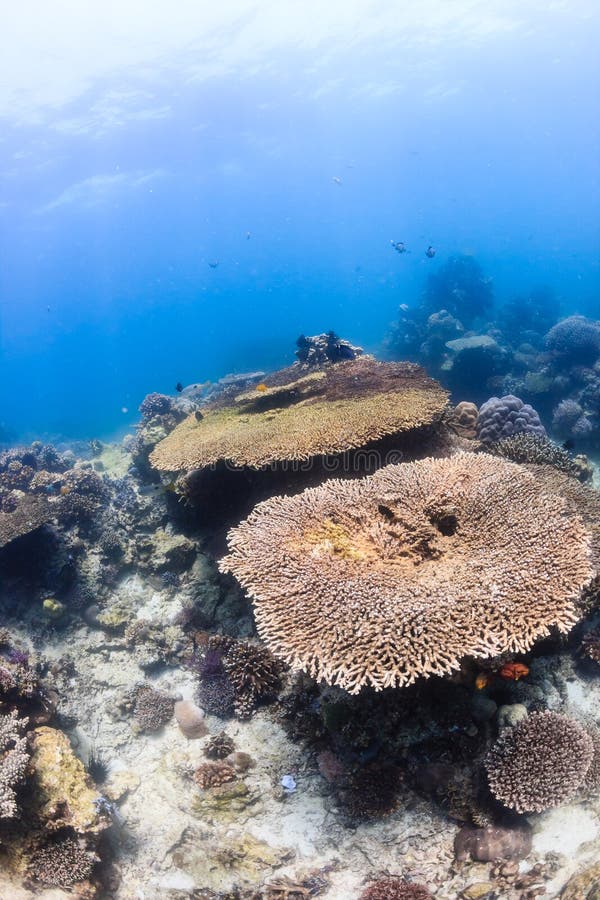 Table Coral on a Tropical Reef Stock Photo - Image of ecosystem, color ...