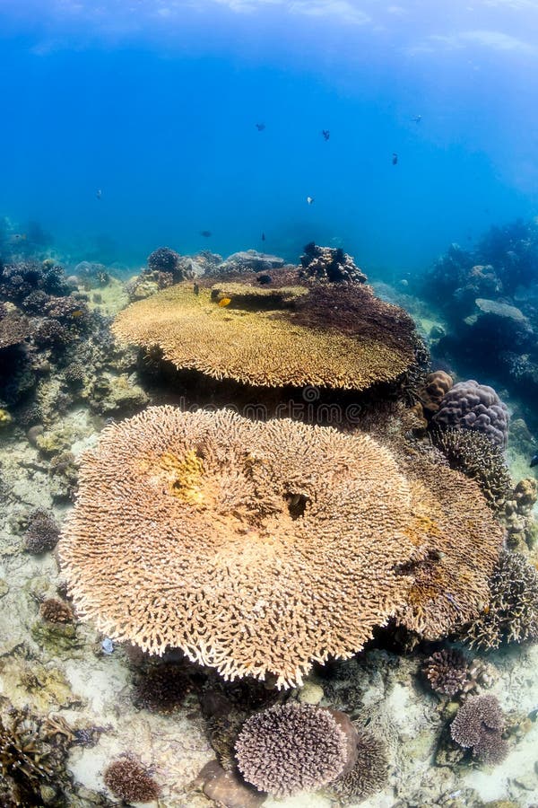 147 Table Coral Shallow Tropical Reef Stock Photos - Free & Royalty ...