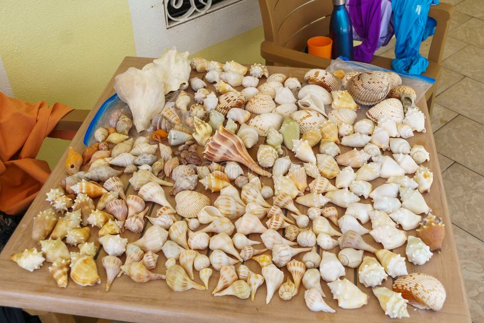A Table Covered with Seashells in Celestun, Mexico Stock Photo - Image ...