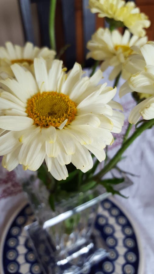 Table Daisies stock image. Image of yellow, daisies, flowers - 74554995