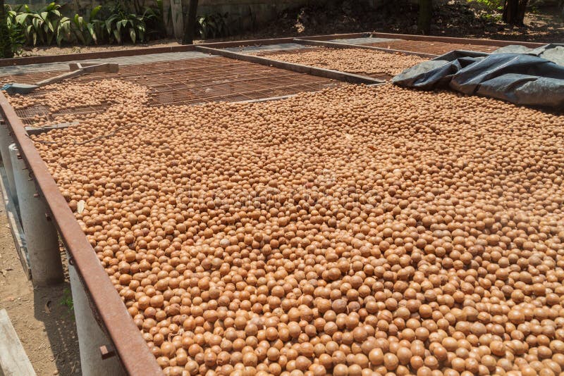 Macadamia Drying Stock Photos - Free & Royalty-Free Stock Photos from ...