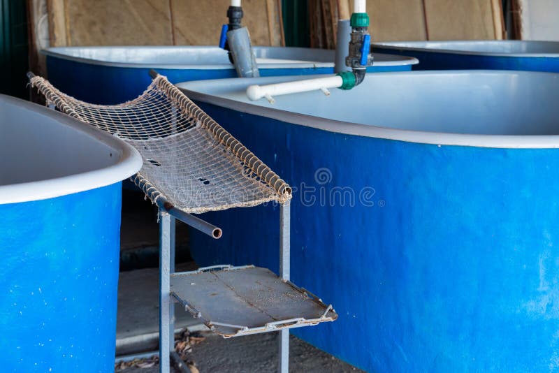 Table for Extracting Sturgeon Caviar from an Adult Fish on Fish Farm ...