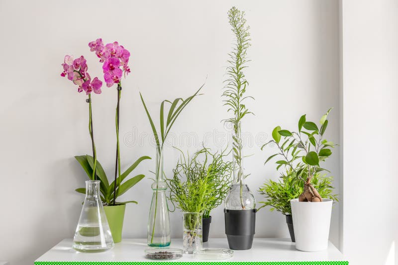 Table with Flower and Plants Stock Photo - Image of botanist, amenities ...