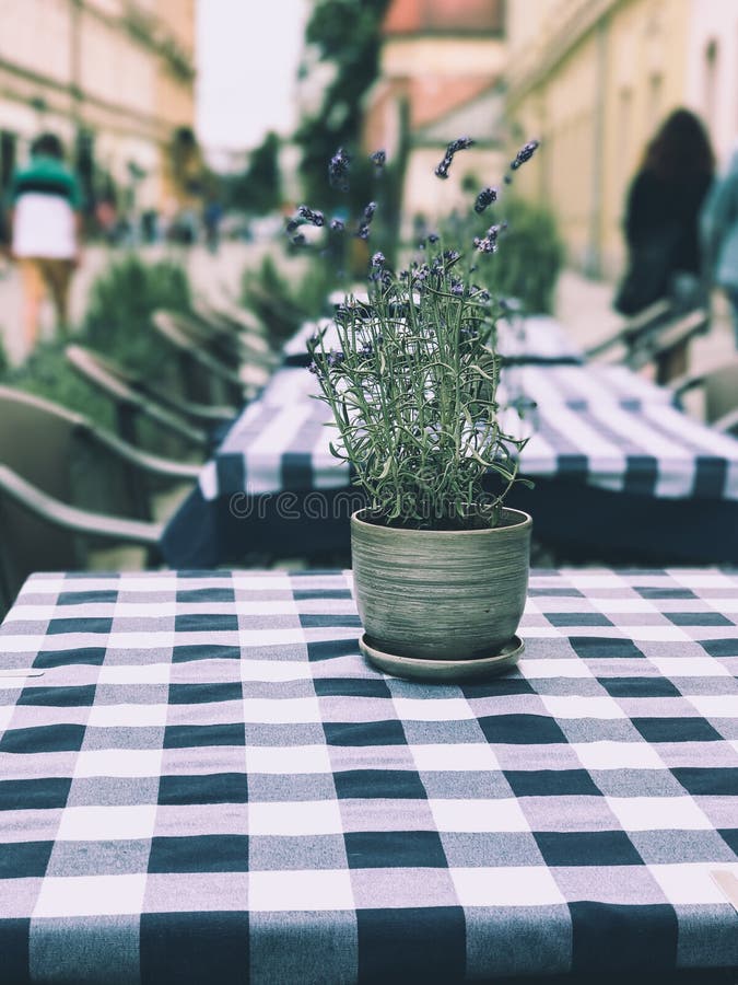 Table with Flower Pot in a Cozy Cafe Stock Image - Image of cozy ...