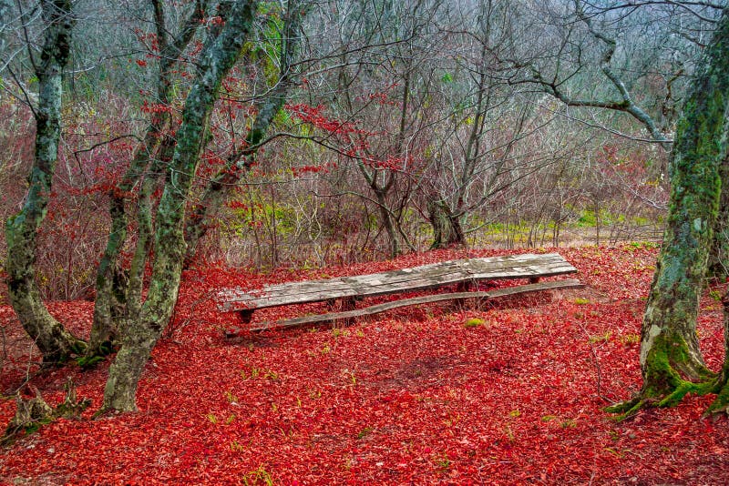 Table in the forest stock image. Image of wooden, forest - 153688703