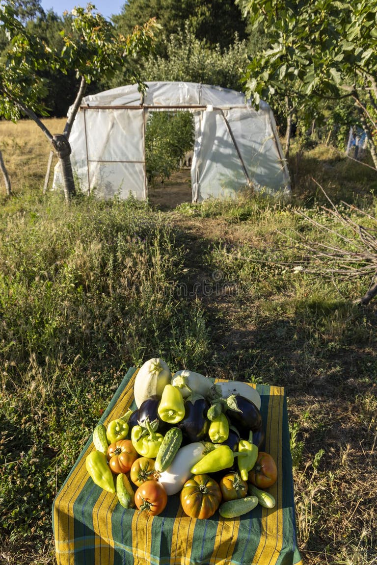 197 Squash Like Vegetables Stock Photos - Free & Royalty-Free Stock ...
